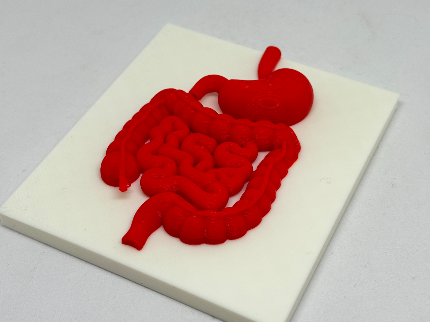 Medical Teaching Model of the Large Intestine and Stomach - weicai ...
